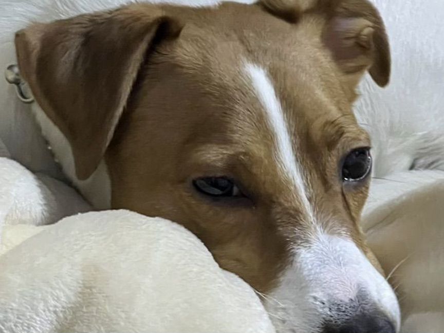 Персен-Рассел Терьер (джек-рассл)