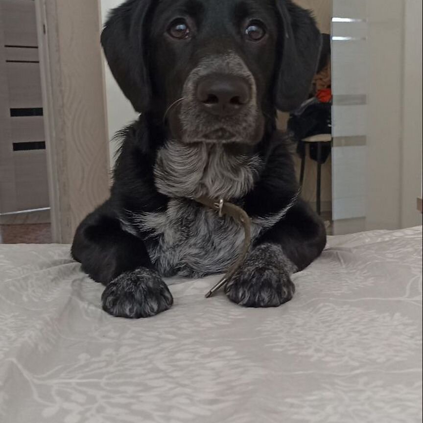 Щенок от мамы Русского спаниеля