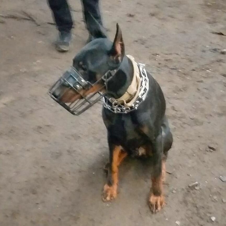 Отдам добермана