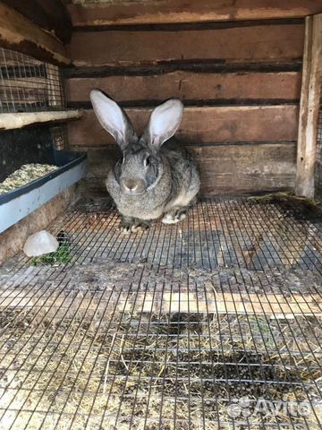 Кролик живой
