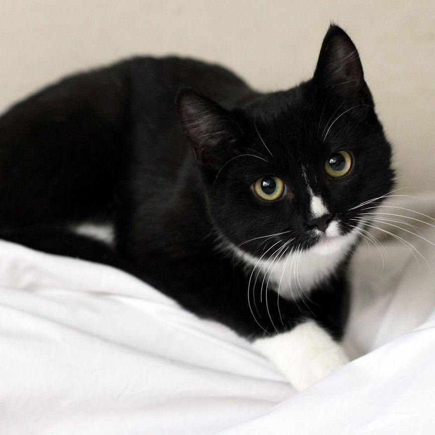 Котенок девочка