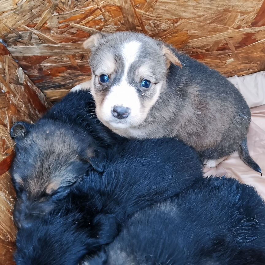 Щенок в добрые руки