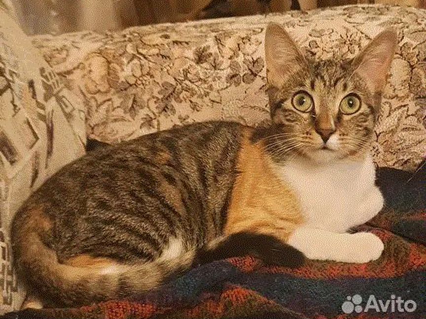 Замурчательной наглой красавице очень нужен дом