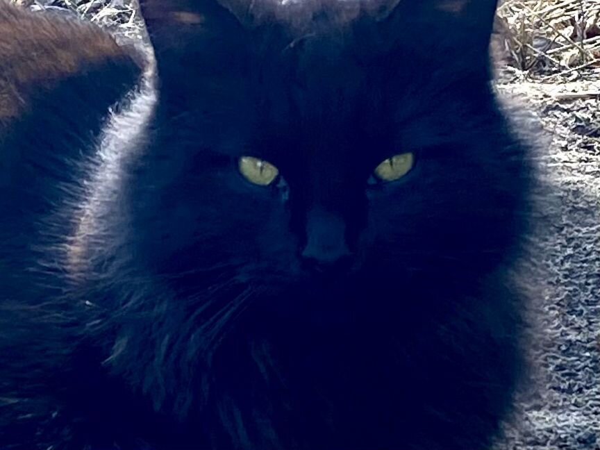 Котик ищет дом