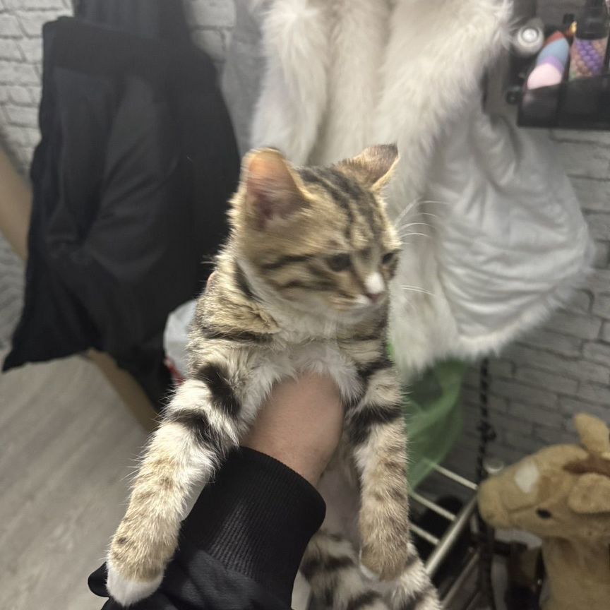 Отдам кота в добрые руки