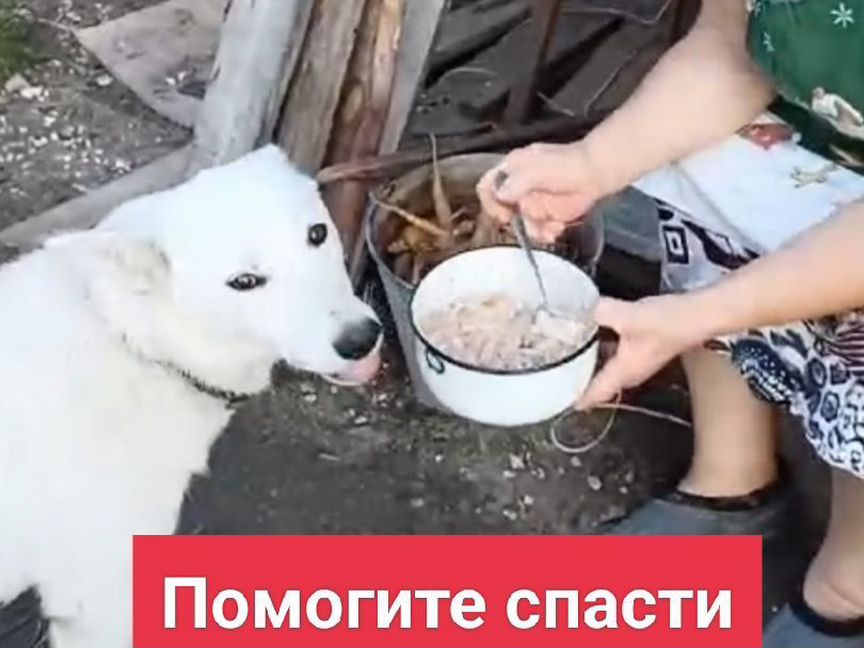 Помогите спасти Белку