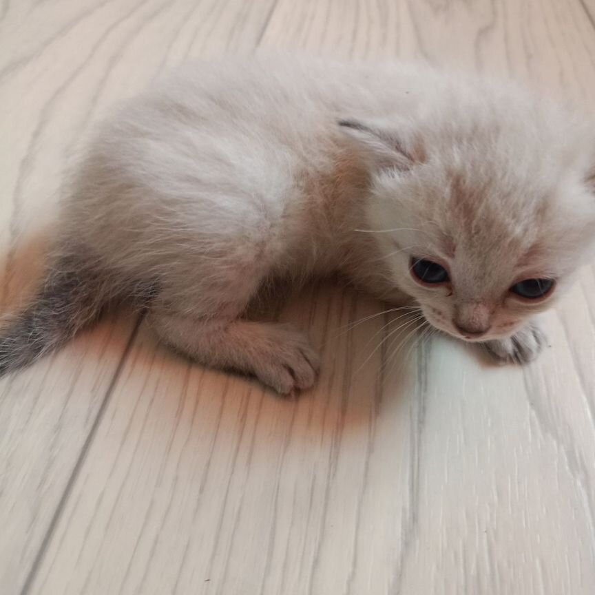 Котята в добрые руки 1 месяц