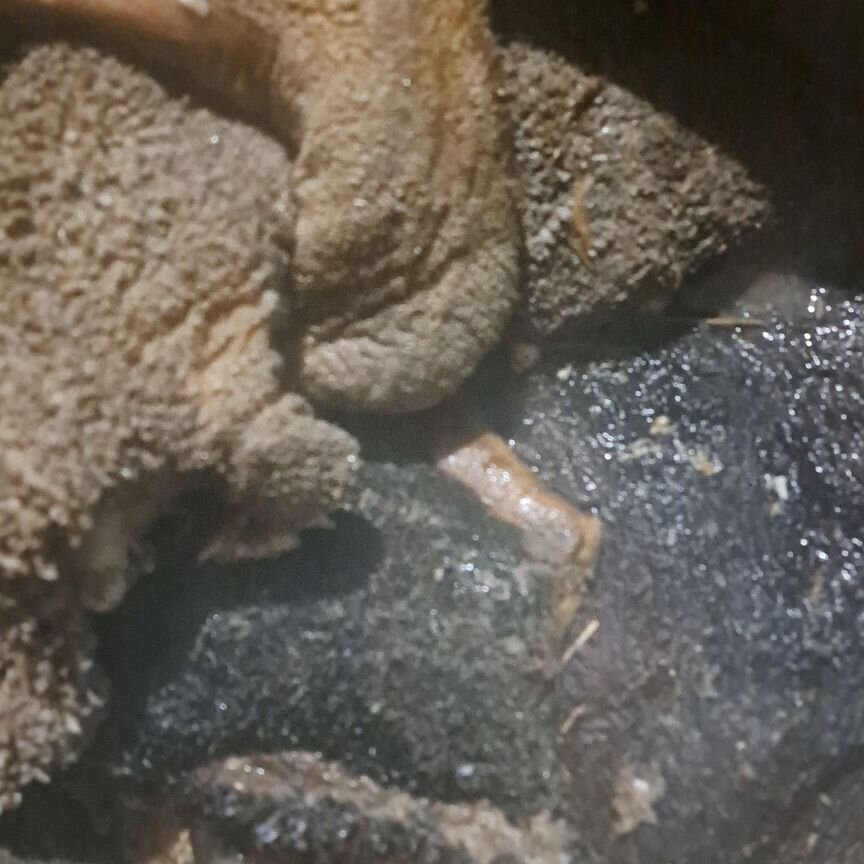 Рубец варёный для собак