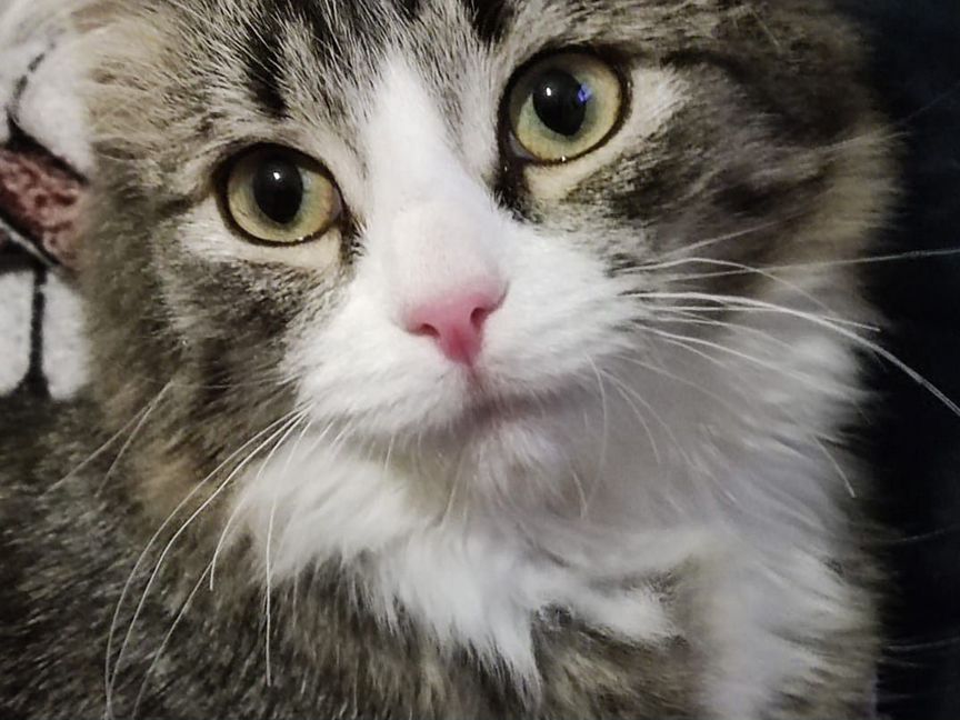 Кошка