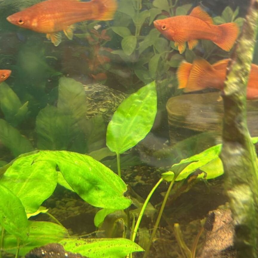 Рыбки Меченосцы красный 2 крупные самки