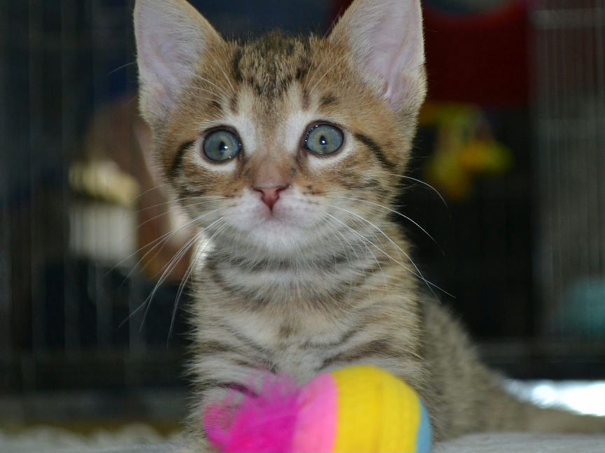 Кошка