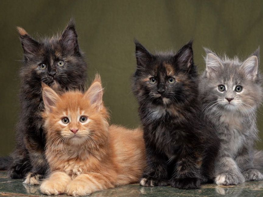 Мейн-кун, котята мейн-куна