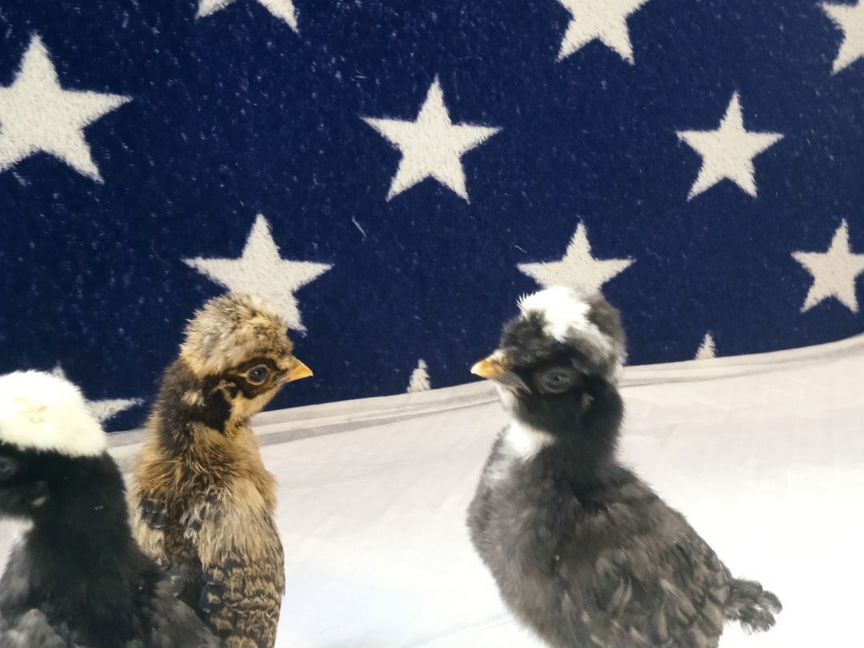 Цыплята бройлеры