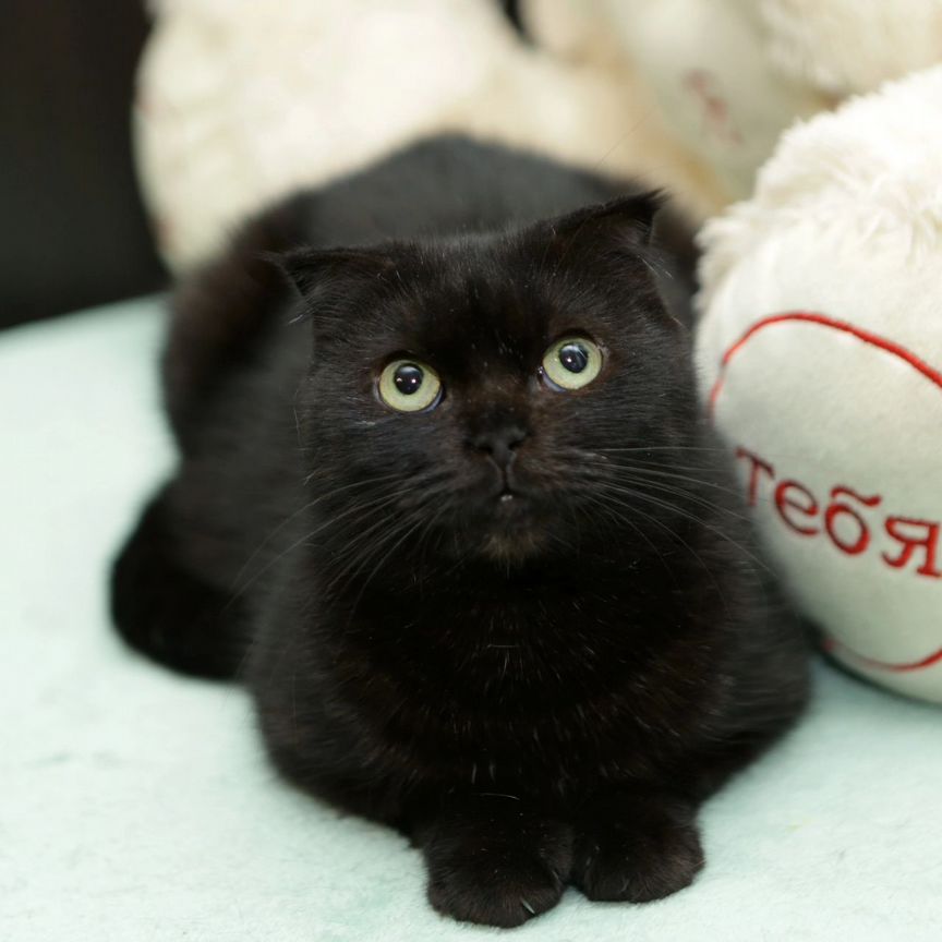 Ласковая молодая кошечка в добрые руки