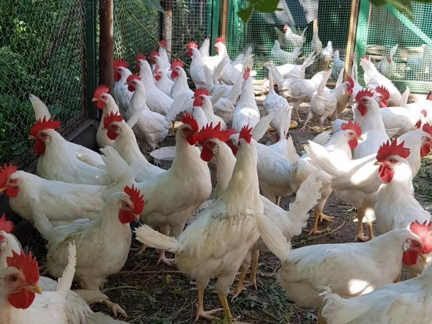 Яйценоские курочки