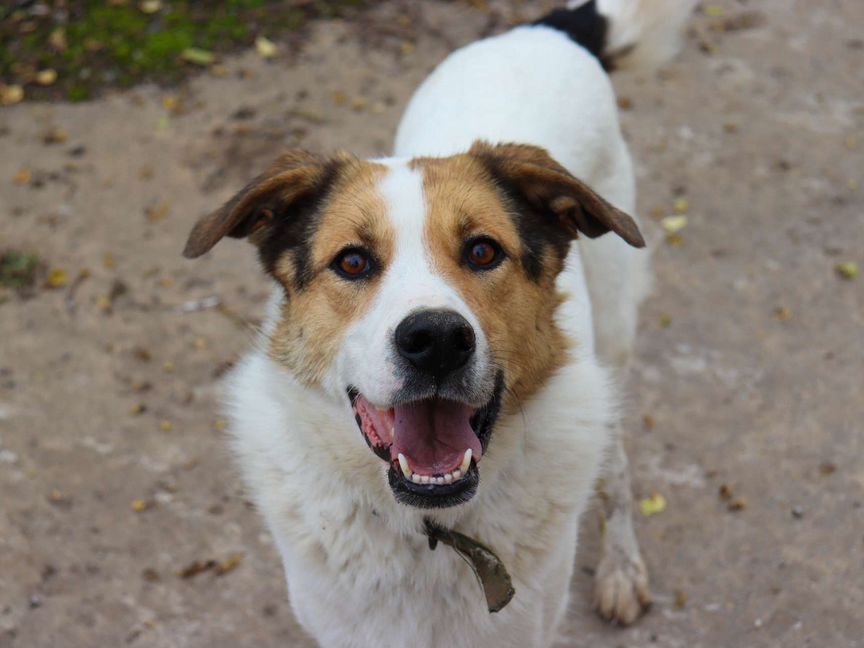 Крупная собака в дар