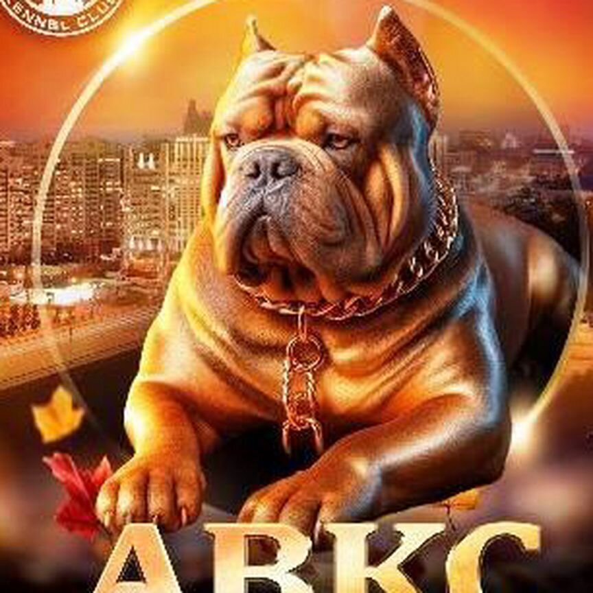 Американский булли, вязка