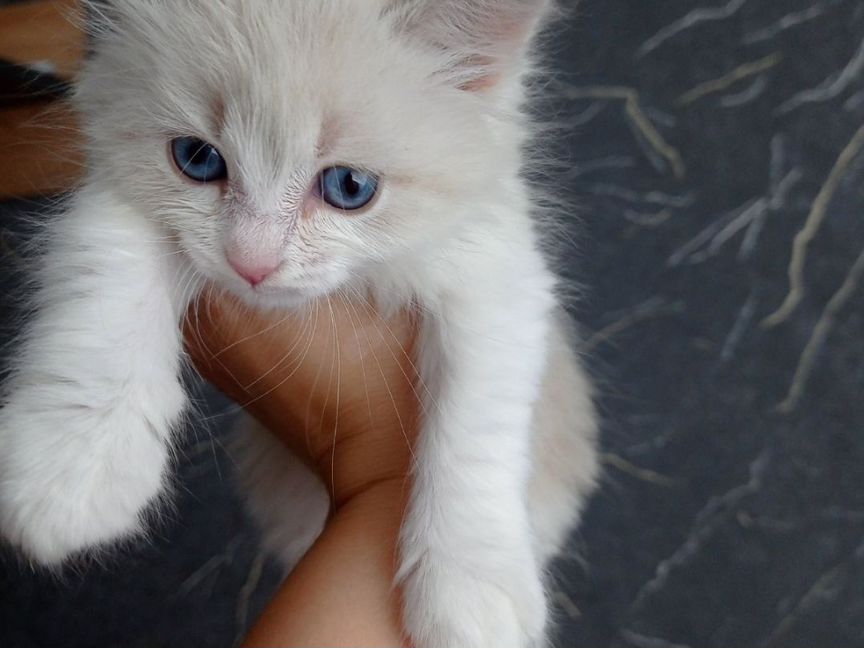 Рэгдолл девочка