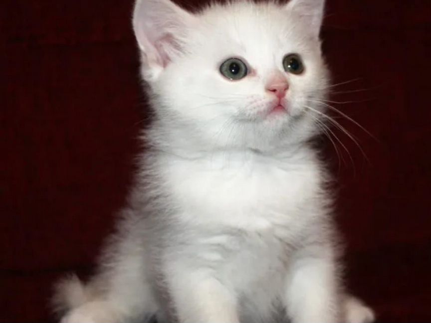 Турецкая ангора мальчик