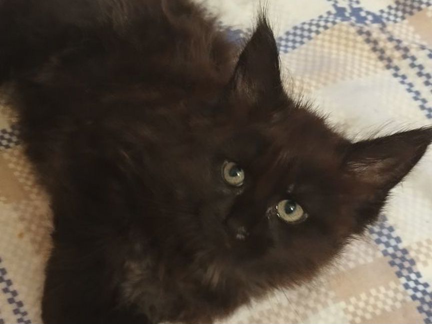 Котята мейн-куны продажа