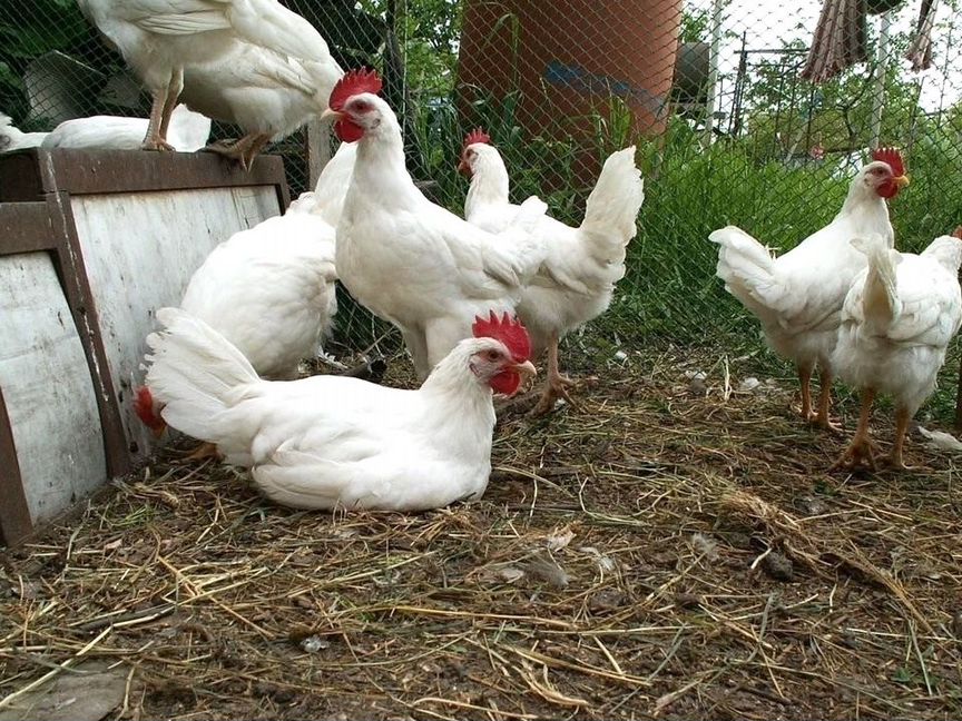 Куры несушки породы Ломан Браун