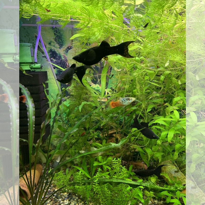 Моллинезия черная