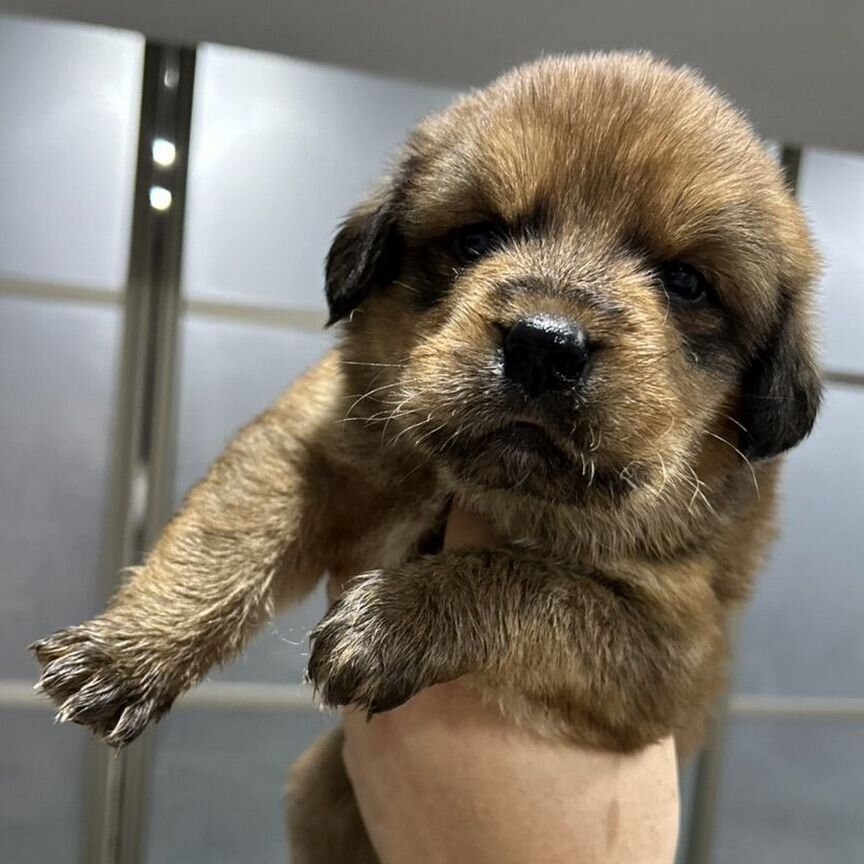 Тибетский мастиф, щенок