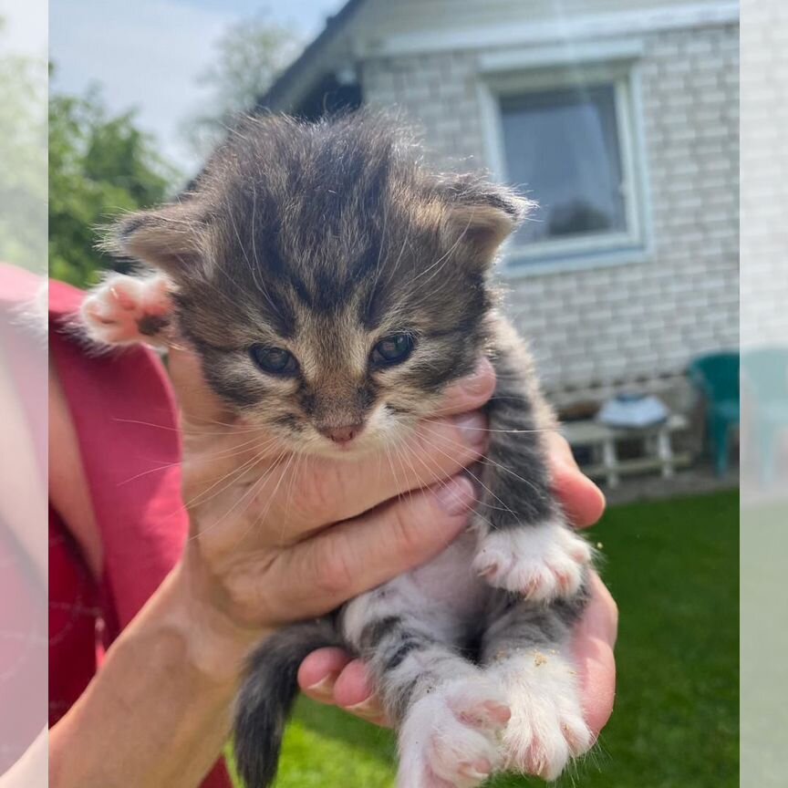 Шанс для котят из садоводства