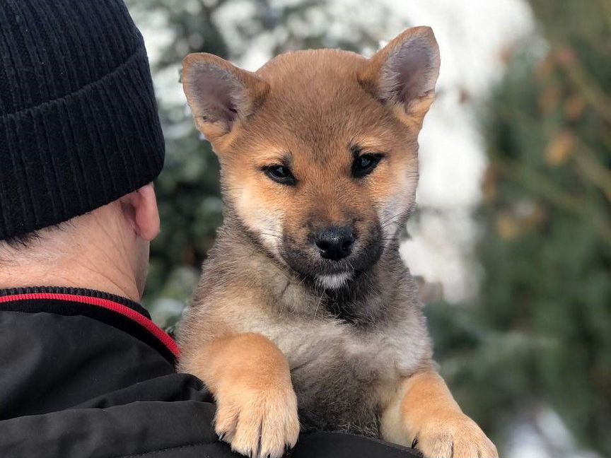 Мальчик сиба-ину Ясуми ждет Вас