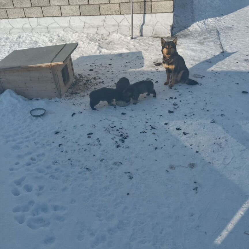 Маленькие собачки в добрые руки бесплатно