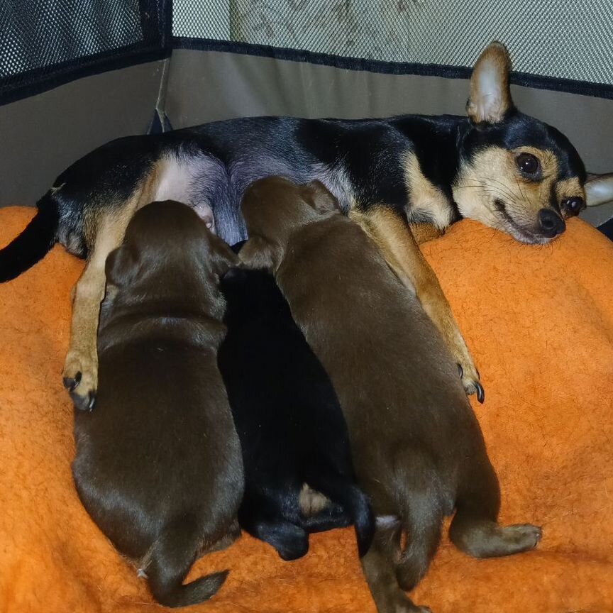 Русский той-терьер, щенок