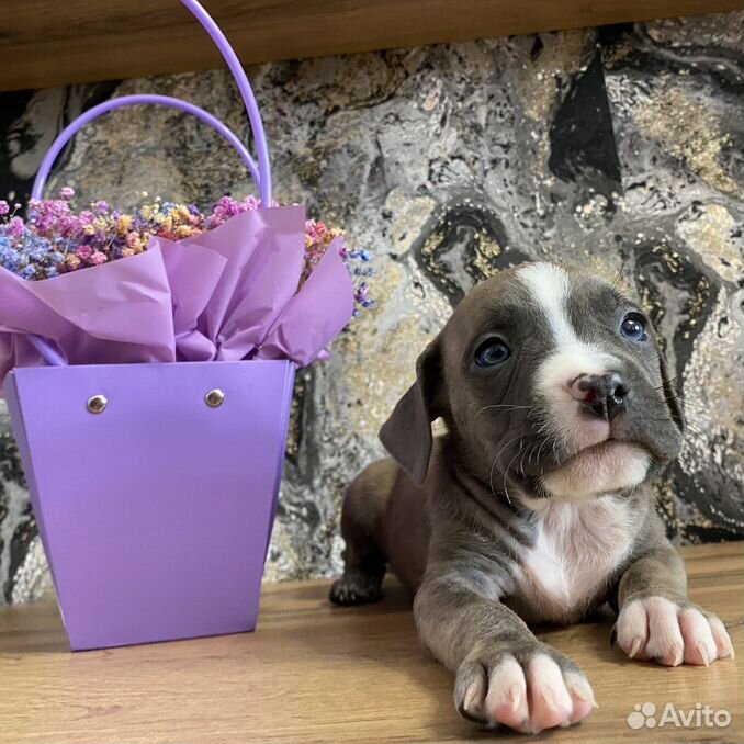 Щенки амстаффа