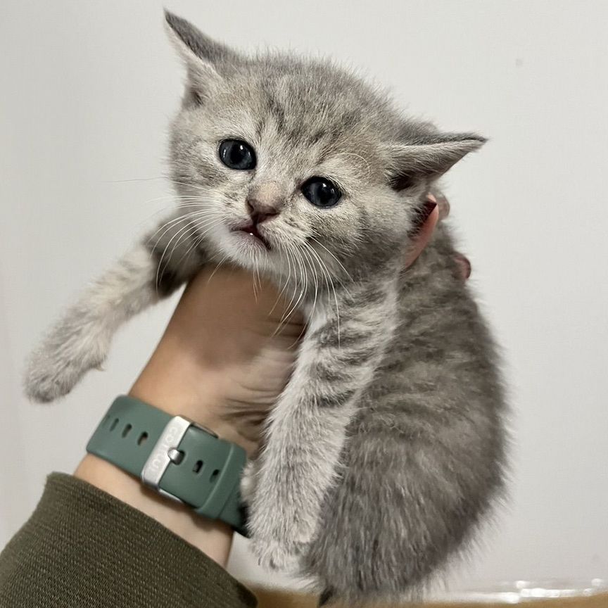 Котята
