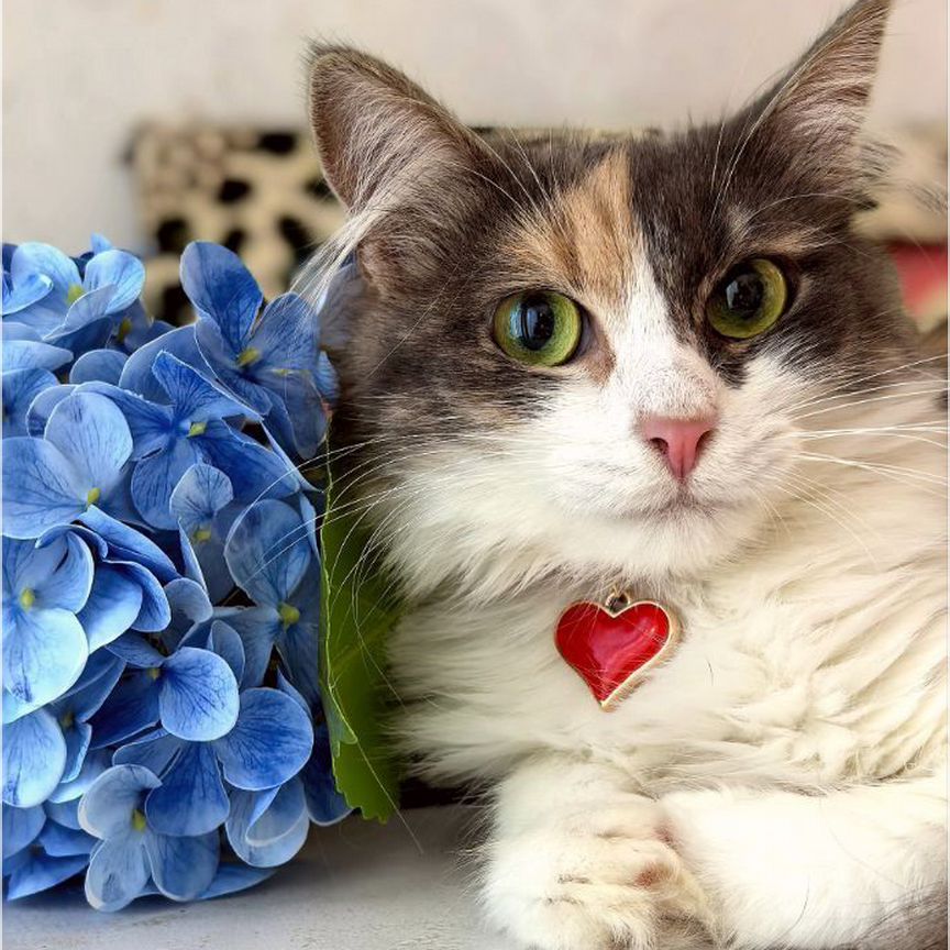 Взрослая, Девочка кошка в добрые руки