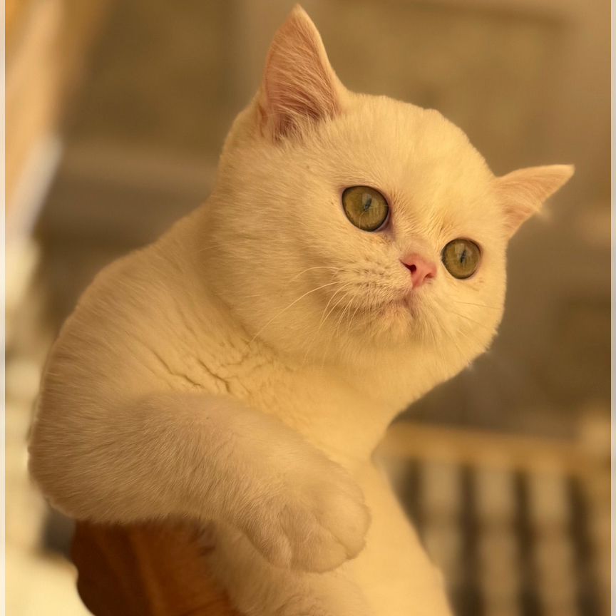 Котята Белый медвежонок