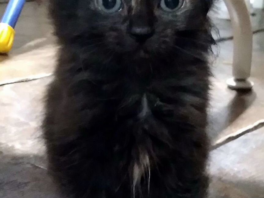 Прелестный котенок