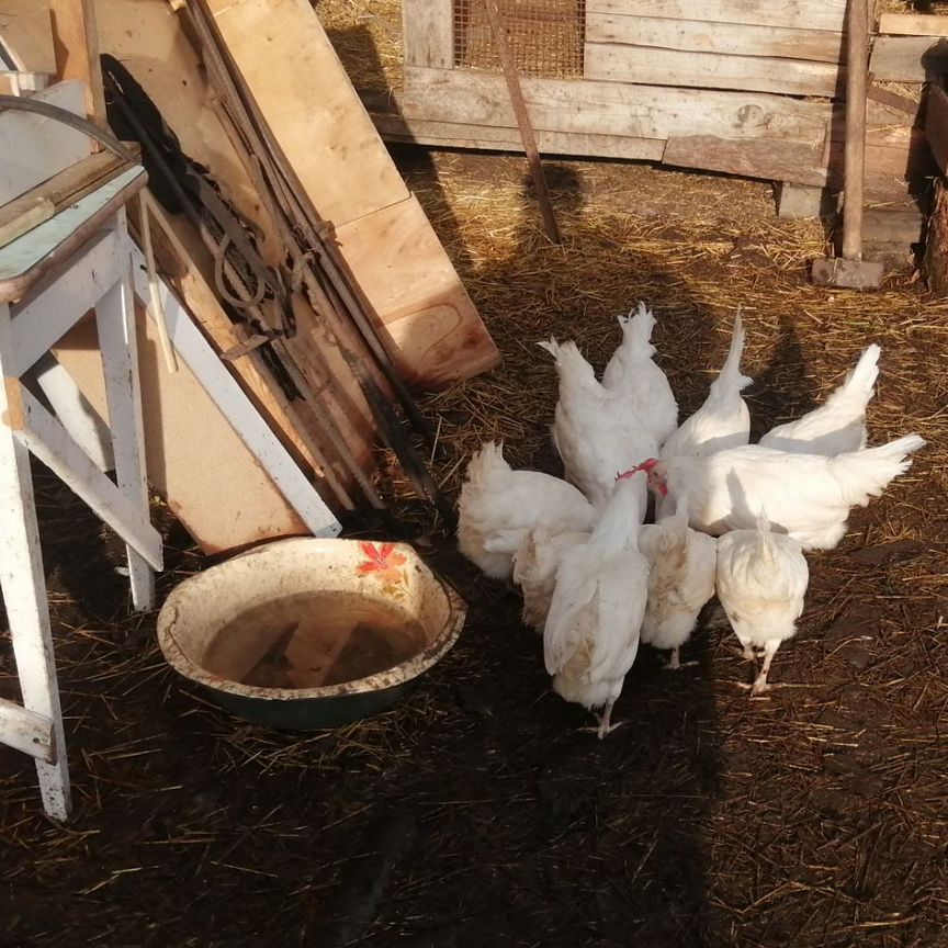 Продам петуха