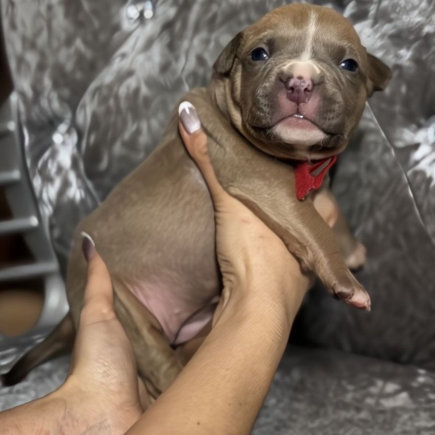 Американский булли, щенок