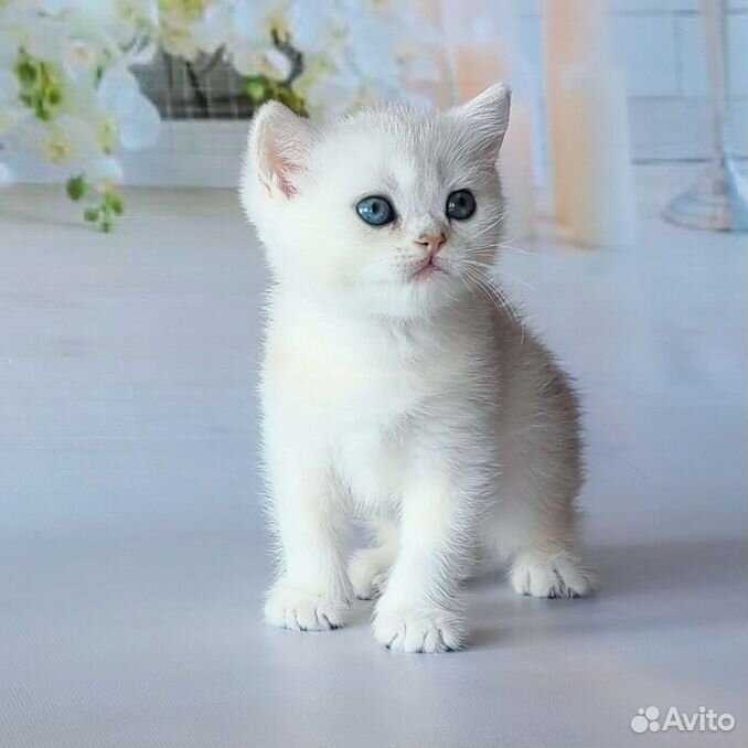 Мальчик серебристая шиншилла ns11