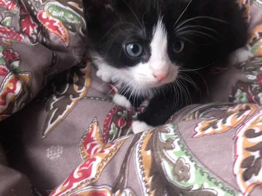 Котята в добрые руки даром бесплатно