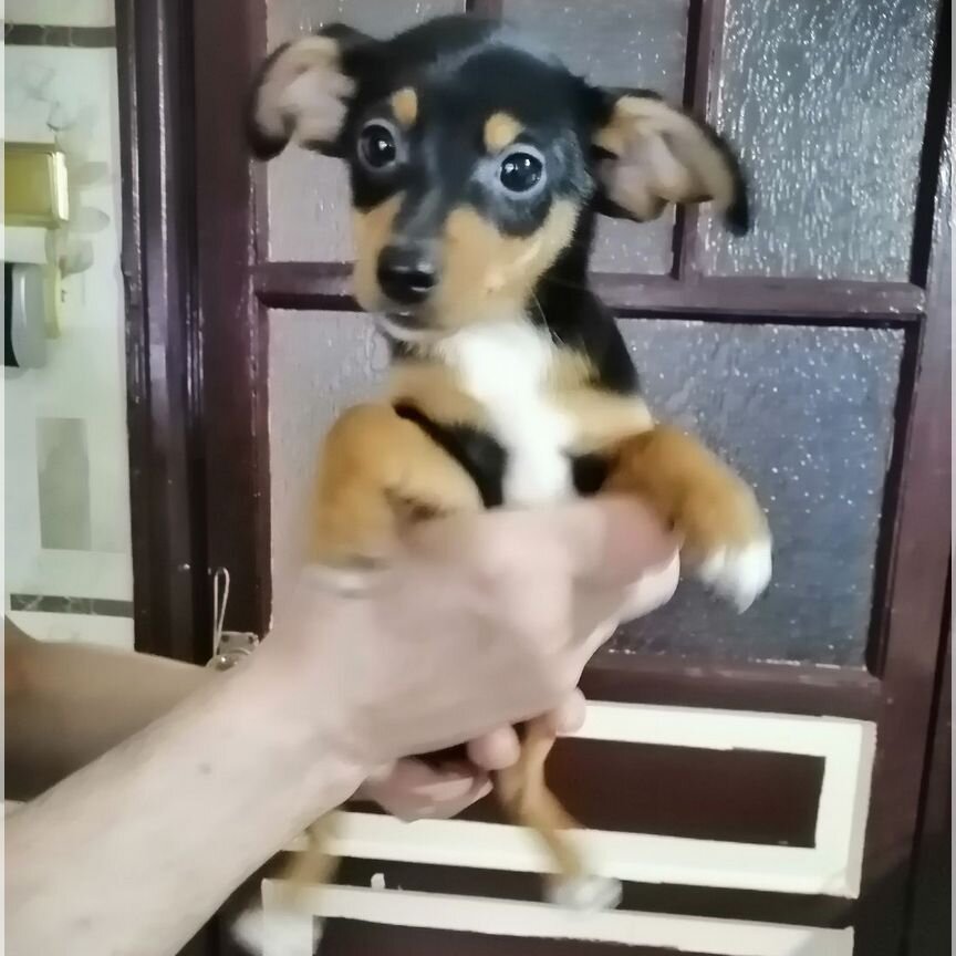 Щенок