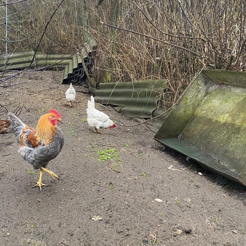 Деревенский, молодой петух