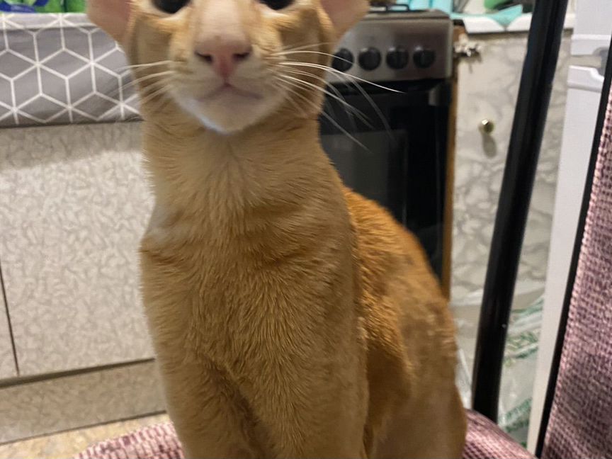 Ориентальная