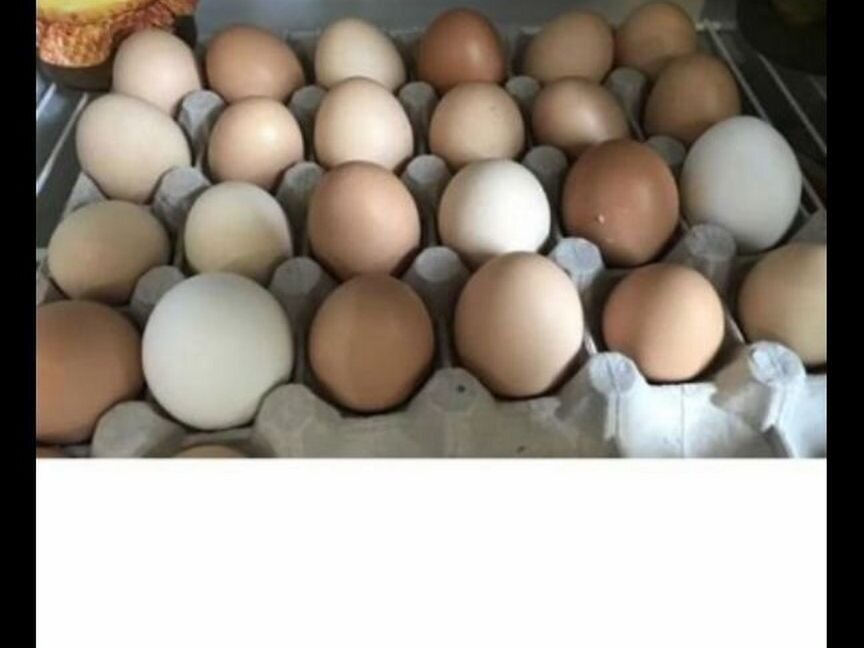 Яйца