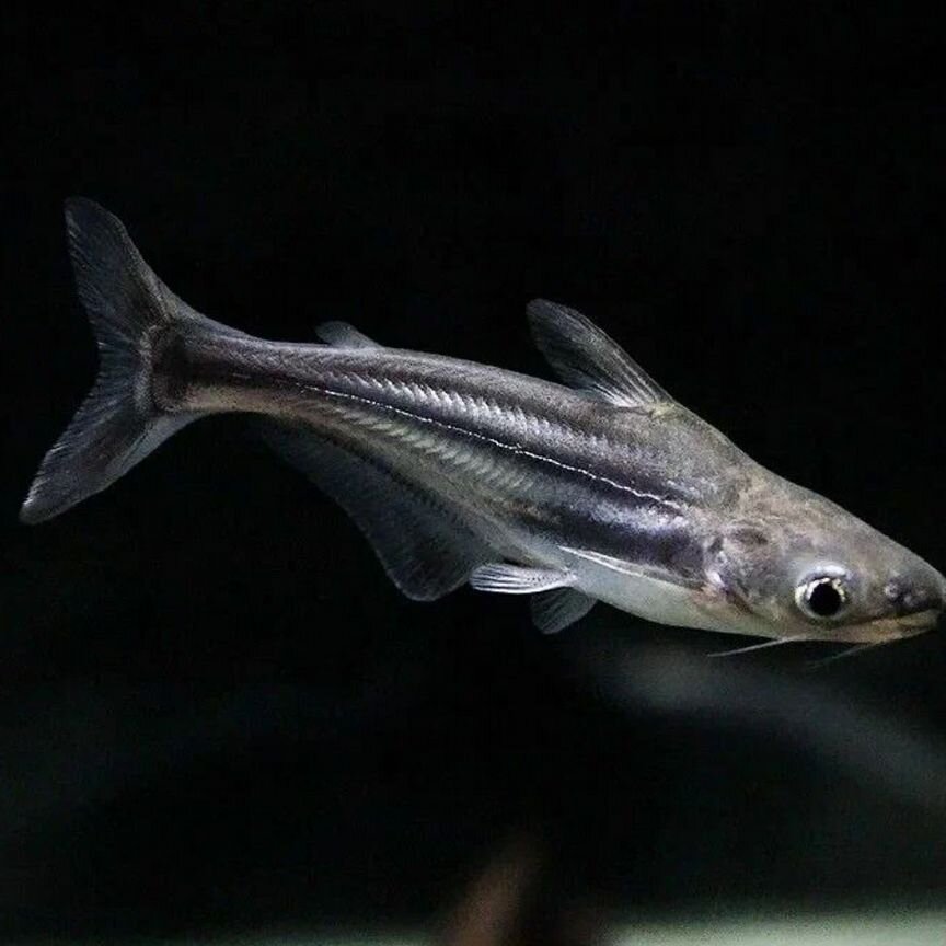 Акулий сом пангасиус