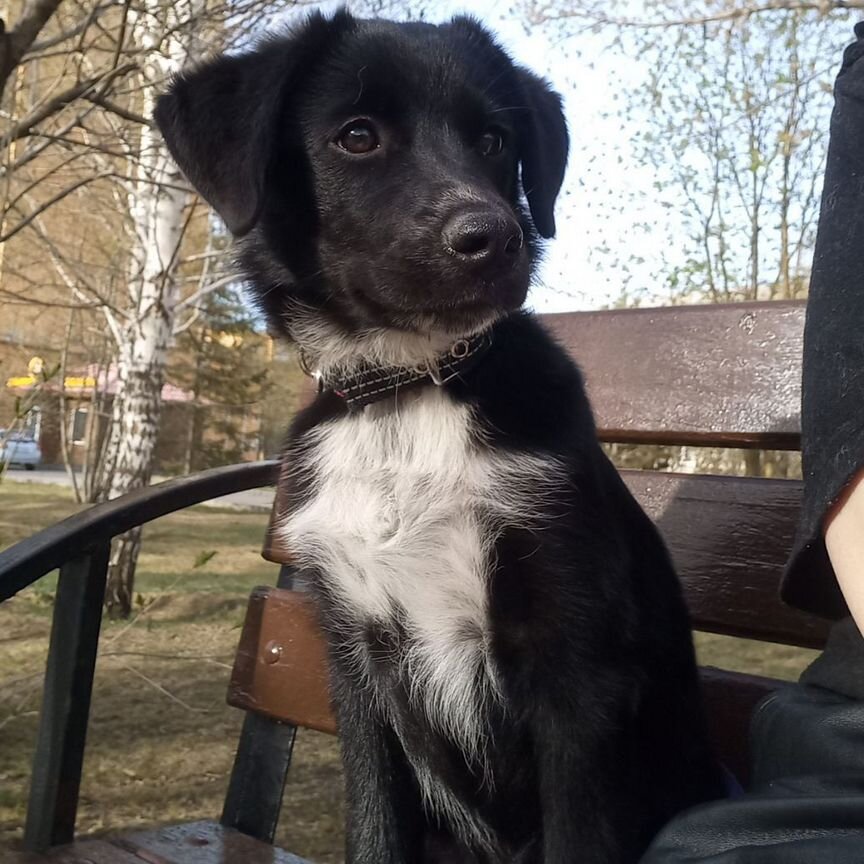 Щенок в добрые руки