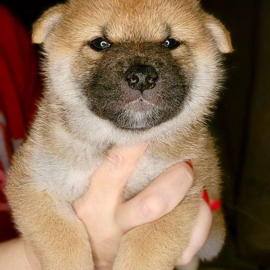 Щенок Сиба, документы РКФ