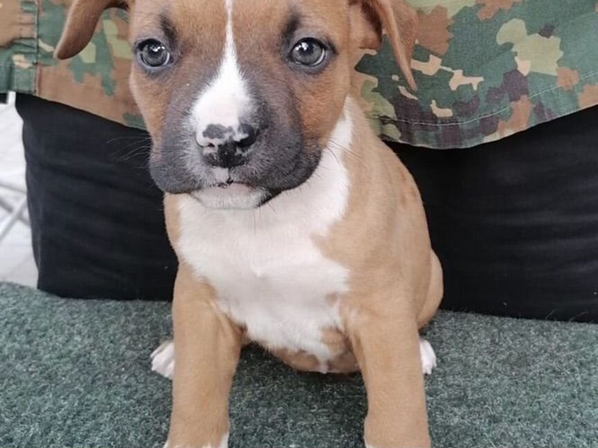 Стаффордширский терьер