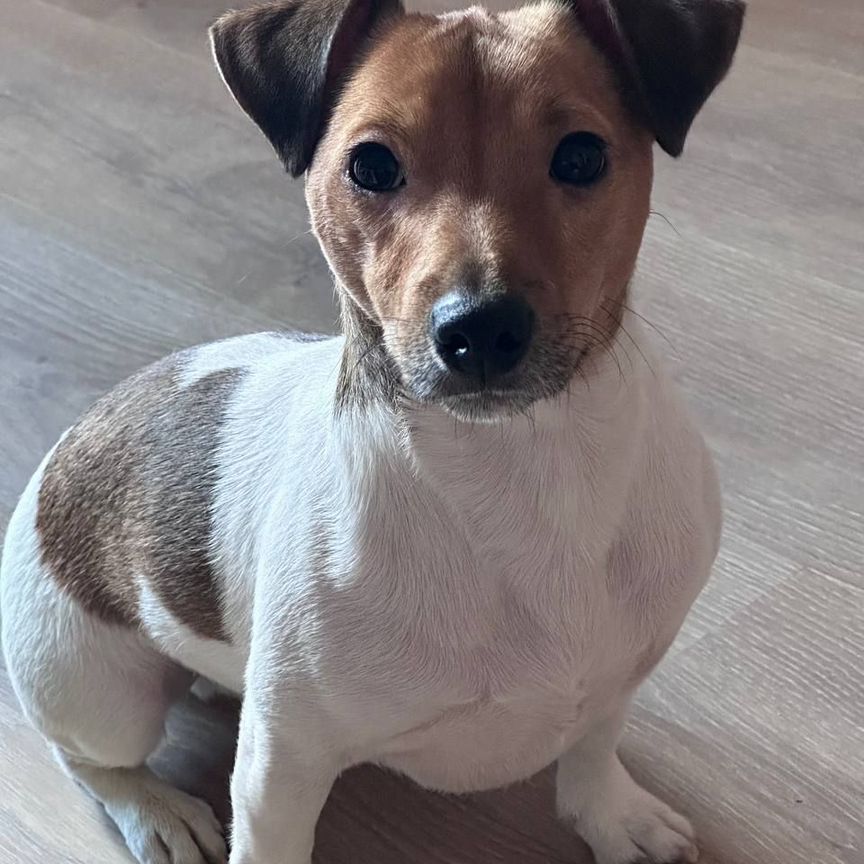 Потерялся Джек Рассел Терьер