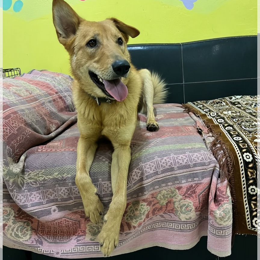 Взрослый пёс в добрые руки